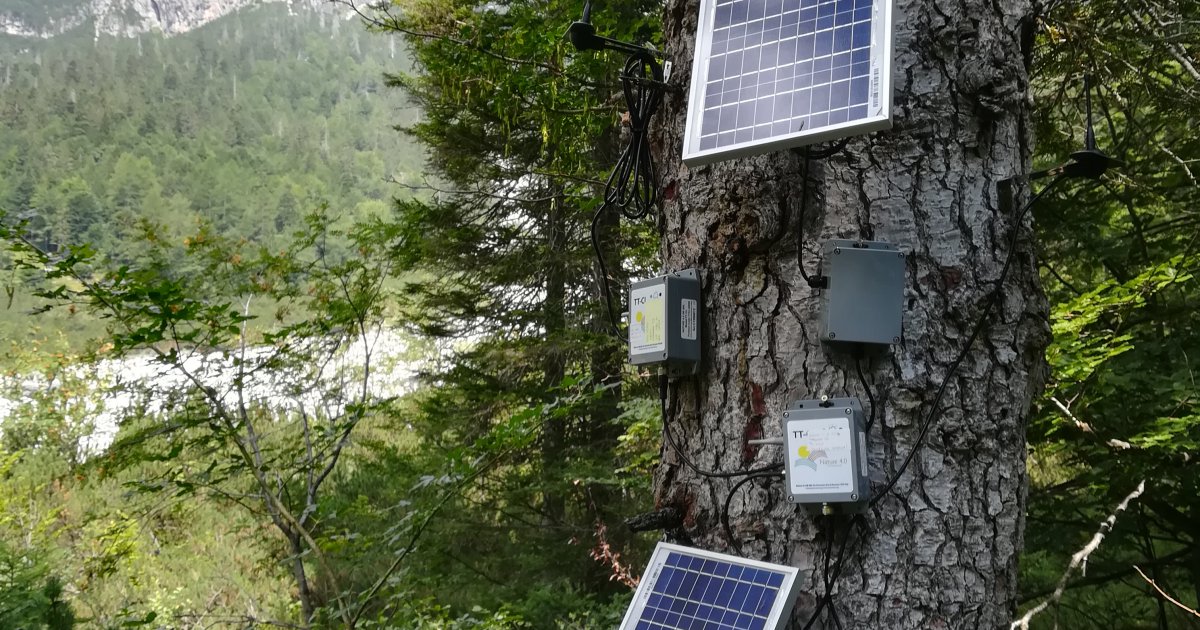 Ecologia Forestale in Trentino: i Tree Talker di FEM